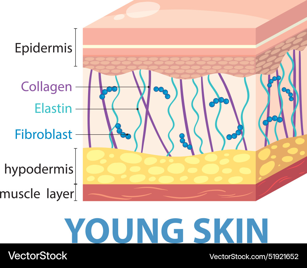 Young skin layers and components Royalty Free Vector Image