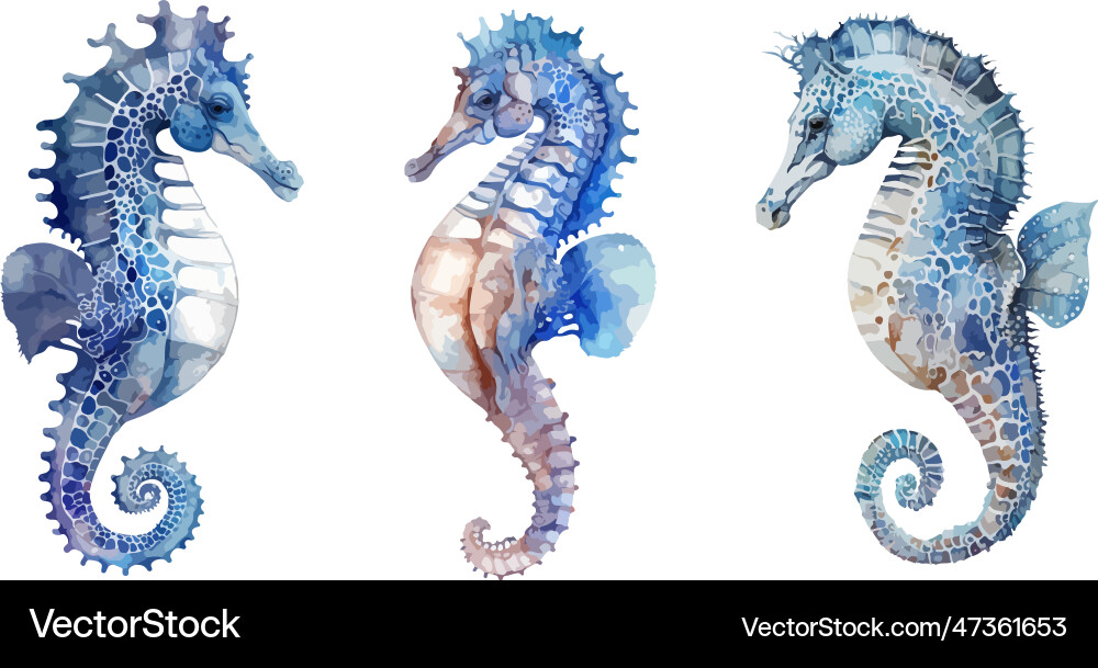 Seahorse clipart isolated Royalty Free Vector Image