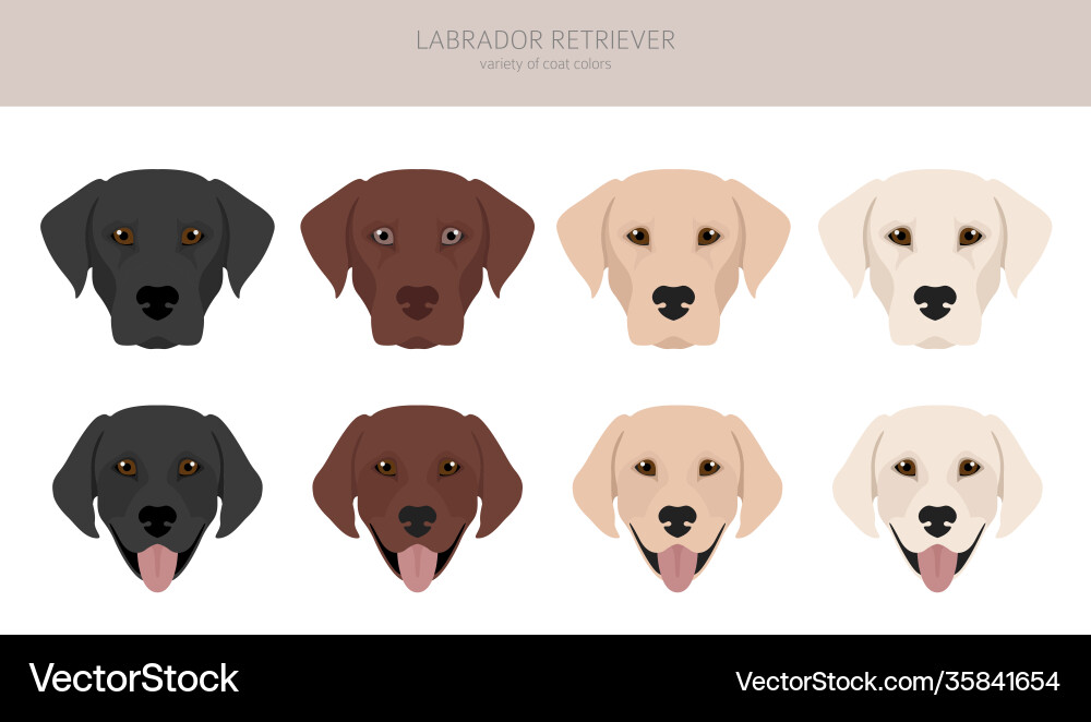 Labrador Retriever Dogs - Diverse Poses Royalty Free Vector