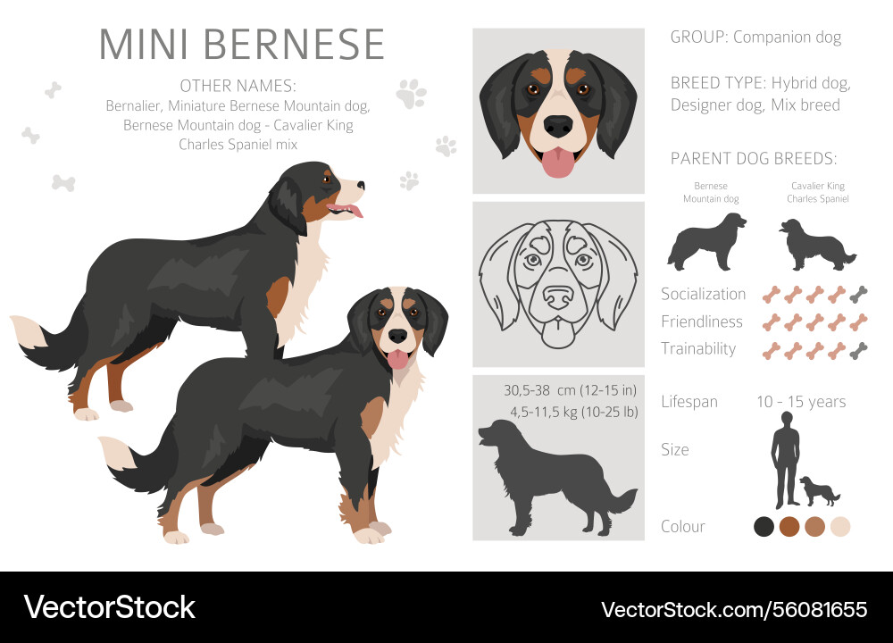 Bernese Spaniel Mix Clip Art Royalty Free Vector Image