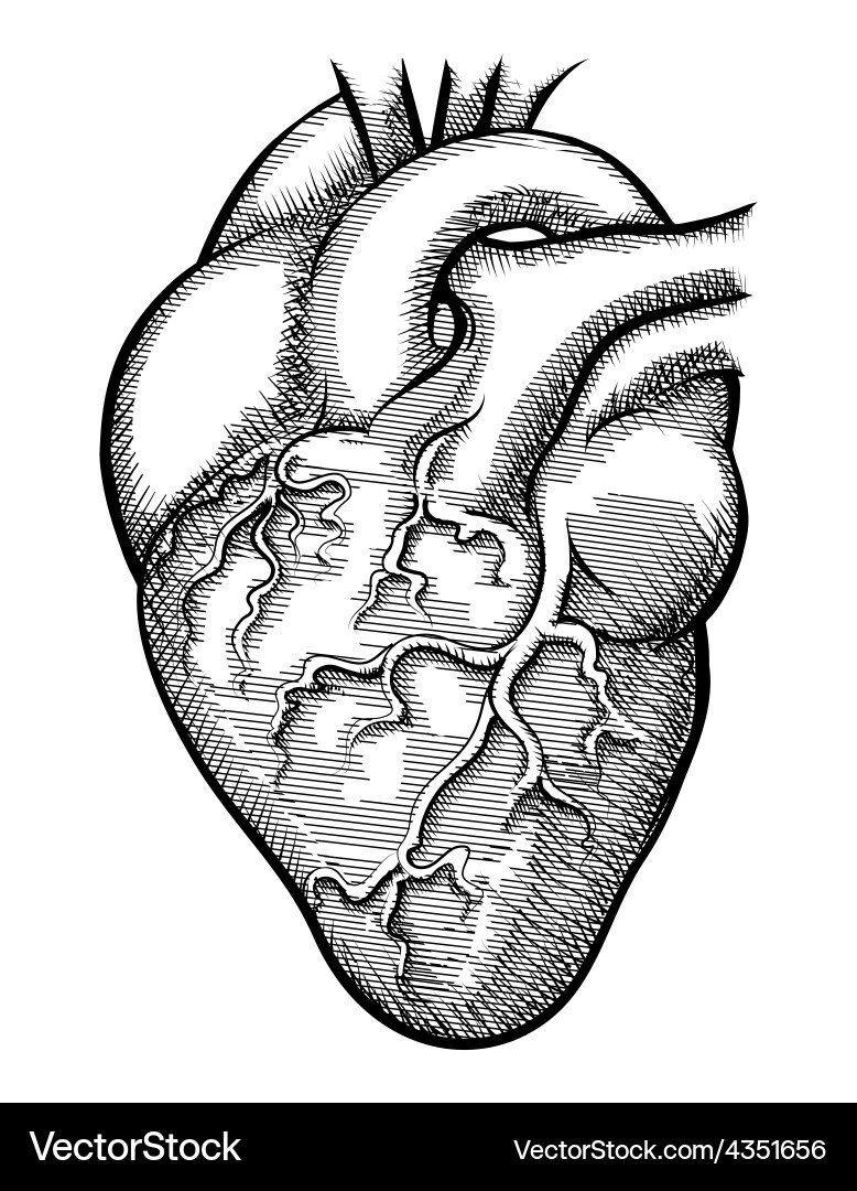 Human heart Royalty Free Vector Image - VectorStock