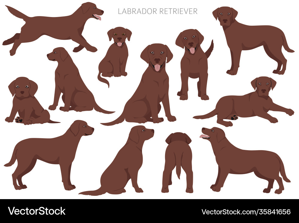 Labrador Abrufhunde in verschiedenen Posen Vektorbild