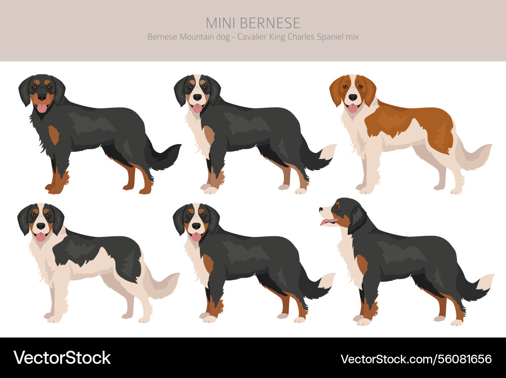 Mini bernese clipart bernese mountain dog Vector Image