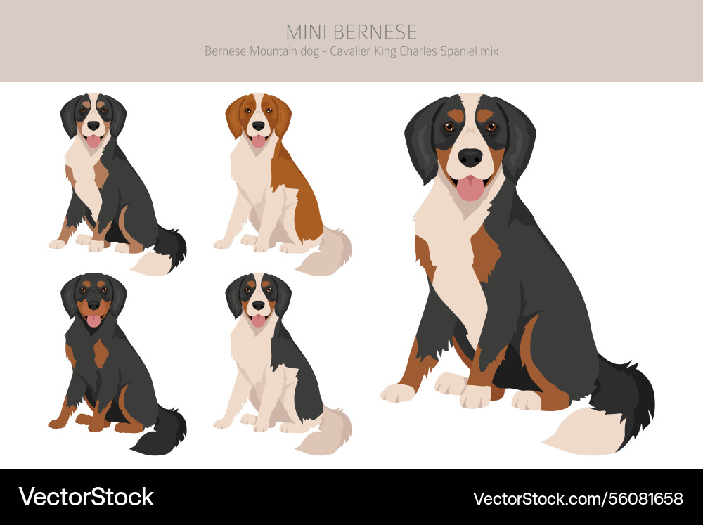 Mini bernese clipart bernese mountain dog Vector Image