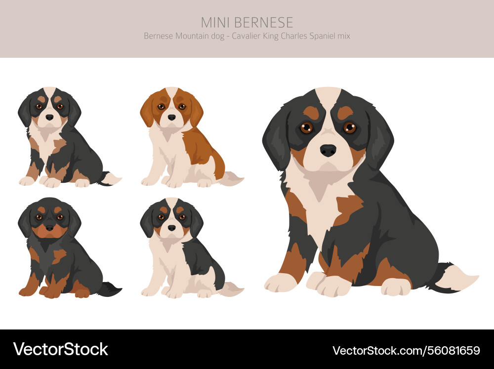 Mini bernese clipart bernese mountain dog Vector Image