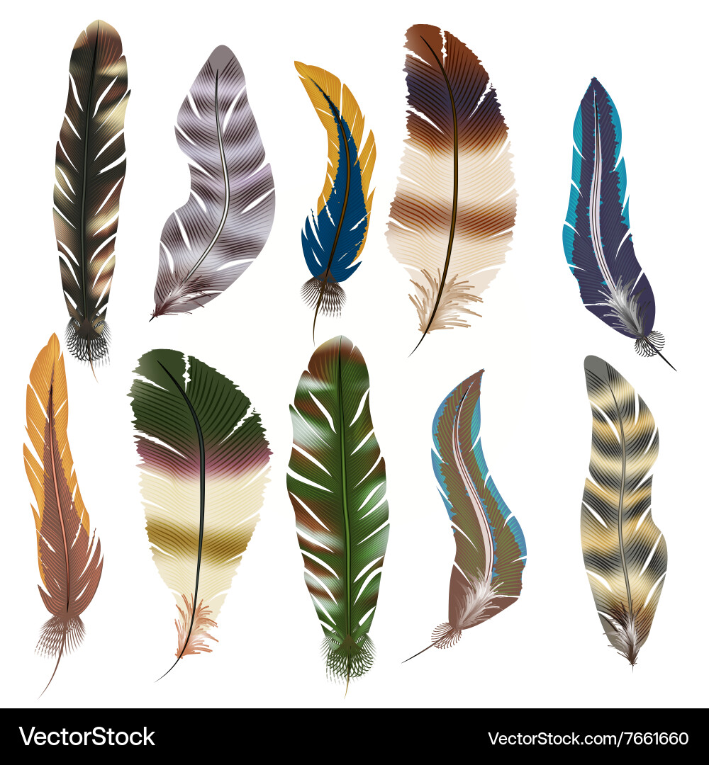 Set of feathers Royalty Free Vector Image - VectorStock