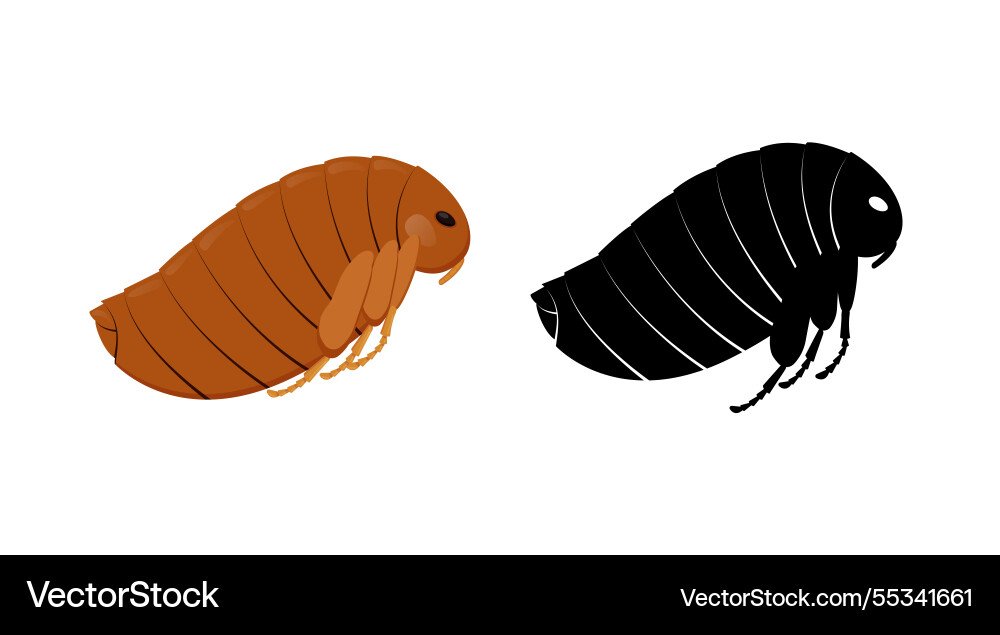 Flea insect and its silhouette showing segmented Vector Image