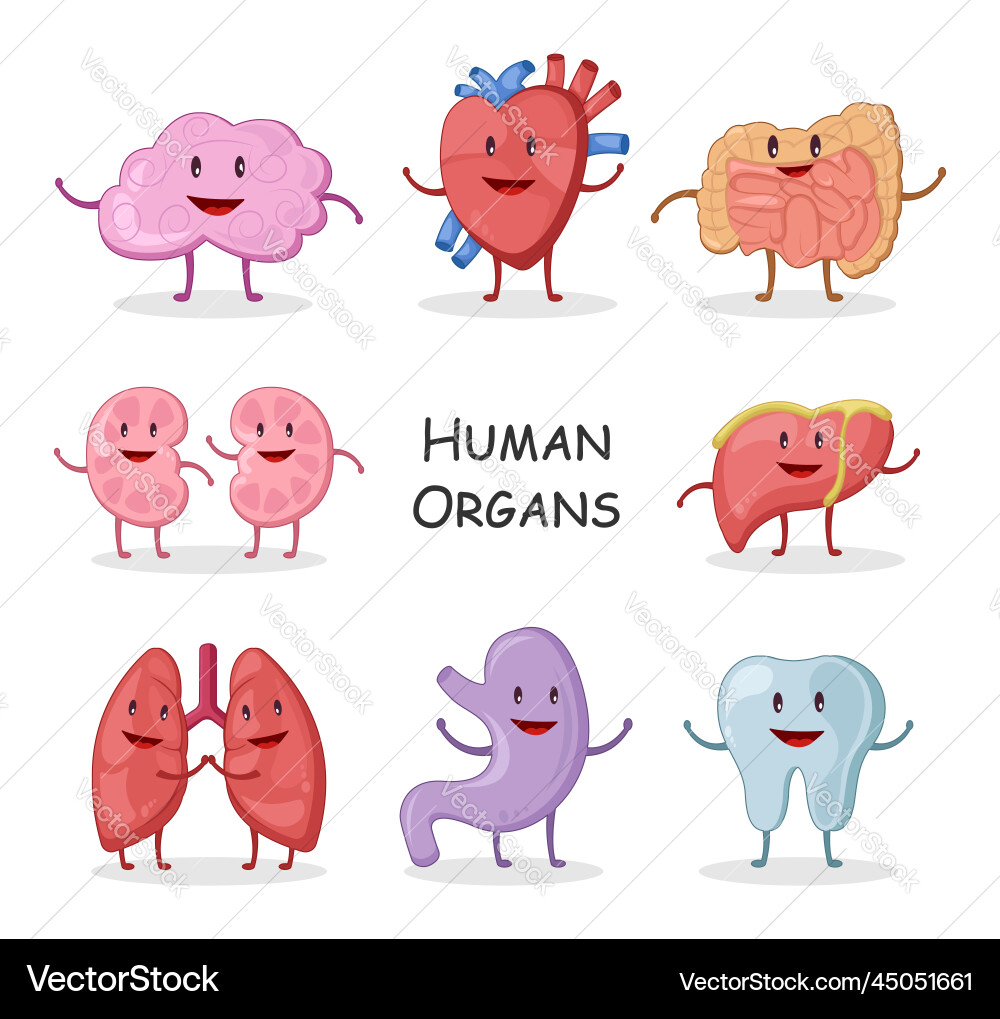 Human organs collection cartoon character design Vector Image
