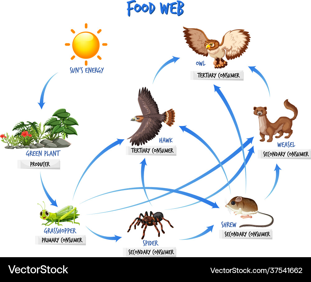 Food chain diagram concept Royalty Free Vector Image