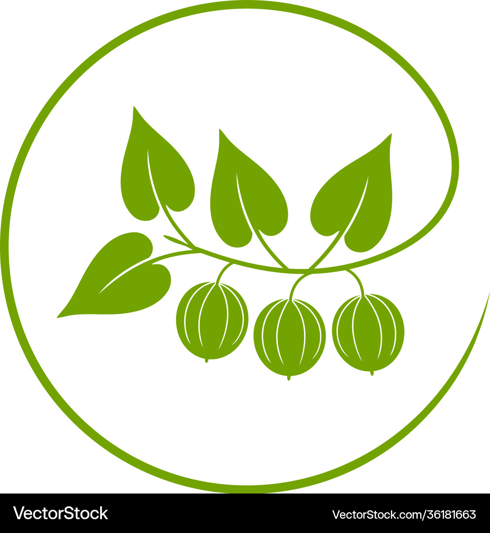 Monk fruit Royalty Free Vector Image - VectorStock