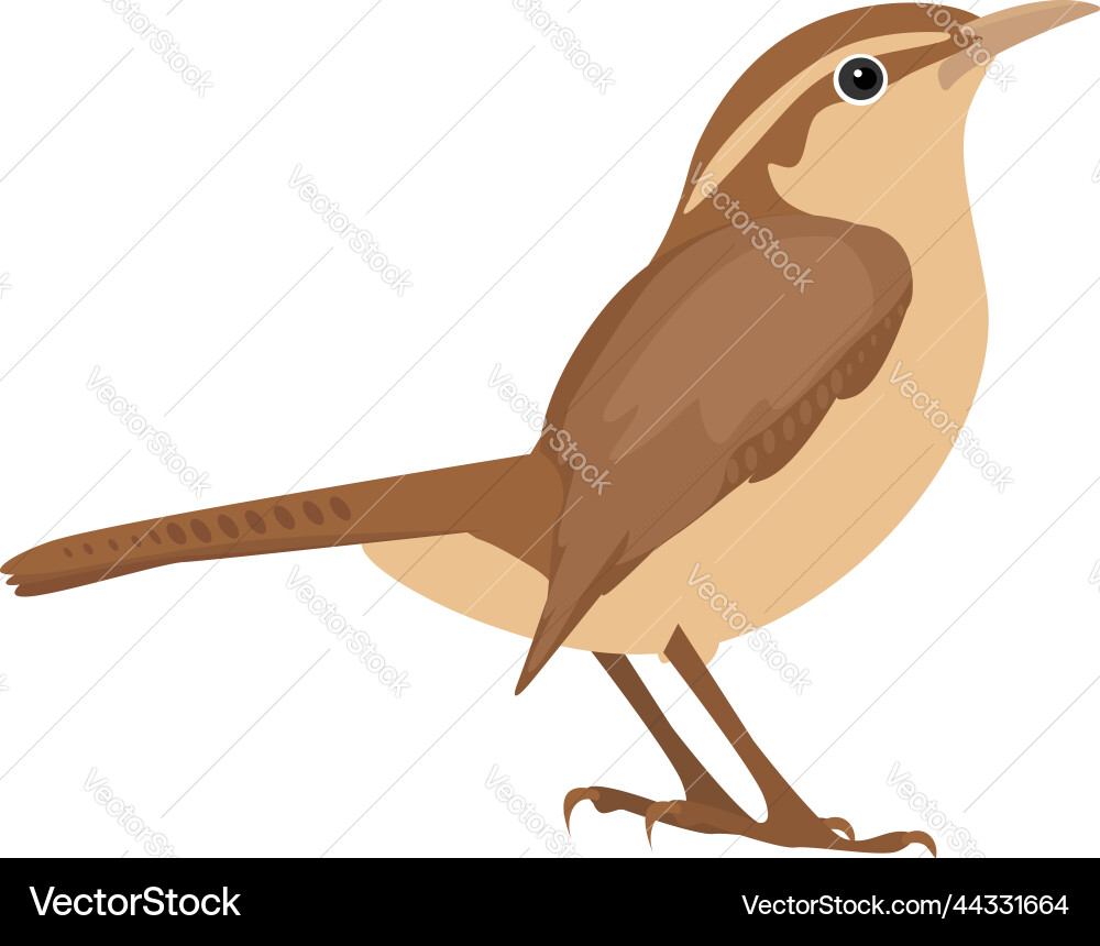 Wren bird on a white background Royalty Free Vector Image