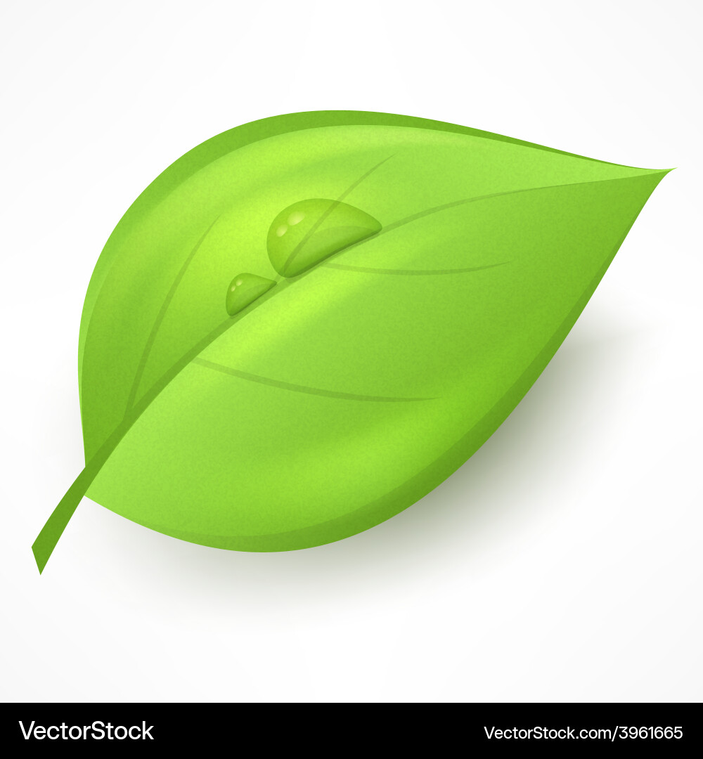 Green leaf with drop water Royalty Free Vector Image