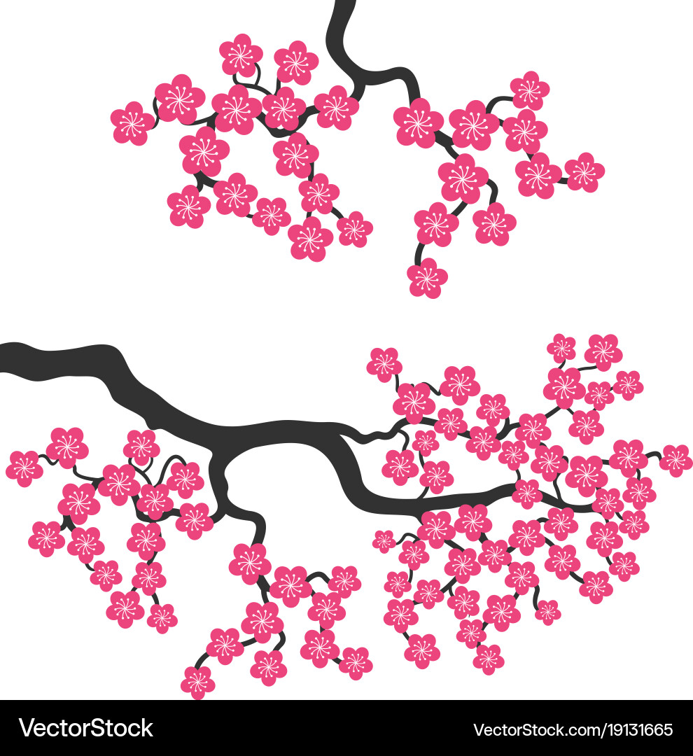 Sakura Royalty Free Vector Image - VectorStock