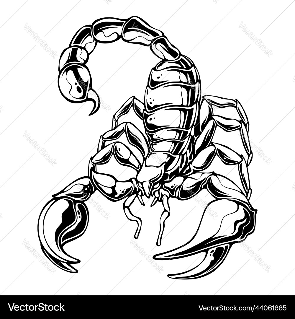 Scorpion in a stance ready to attack with its Vector Image