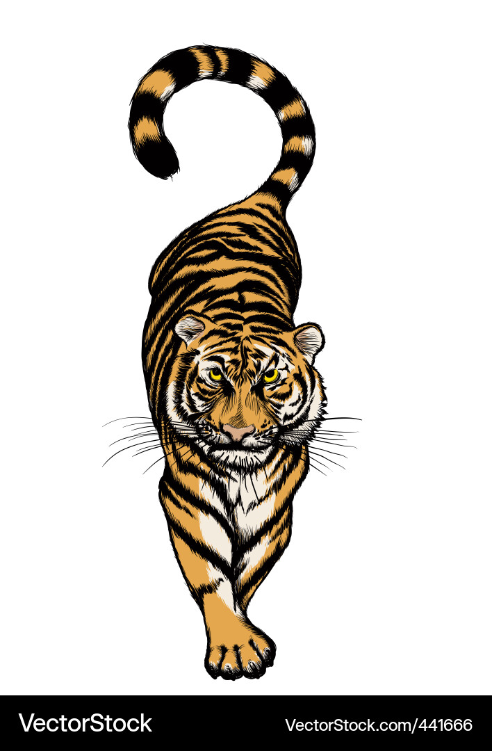 Crouching tiger Royalty Free Vector Image - VectorStock