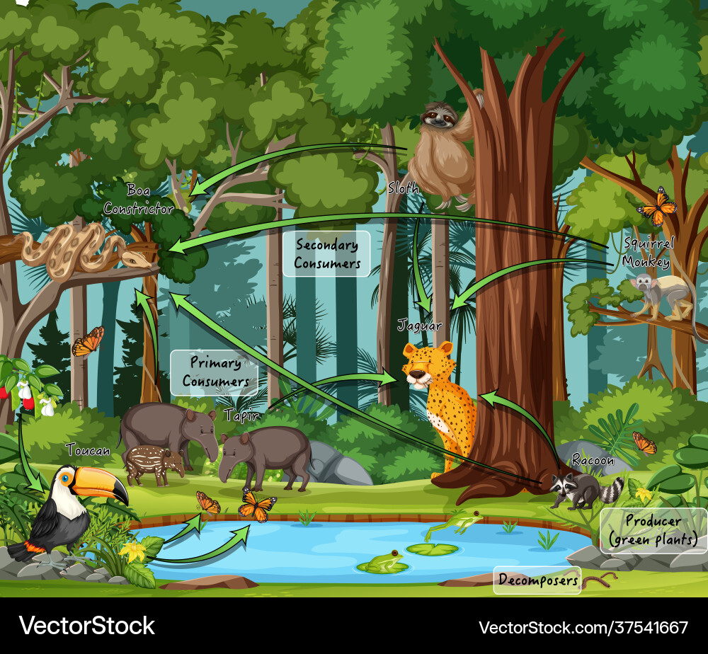 Inthe Jungle Food Chains