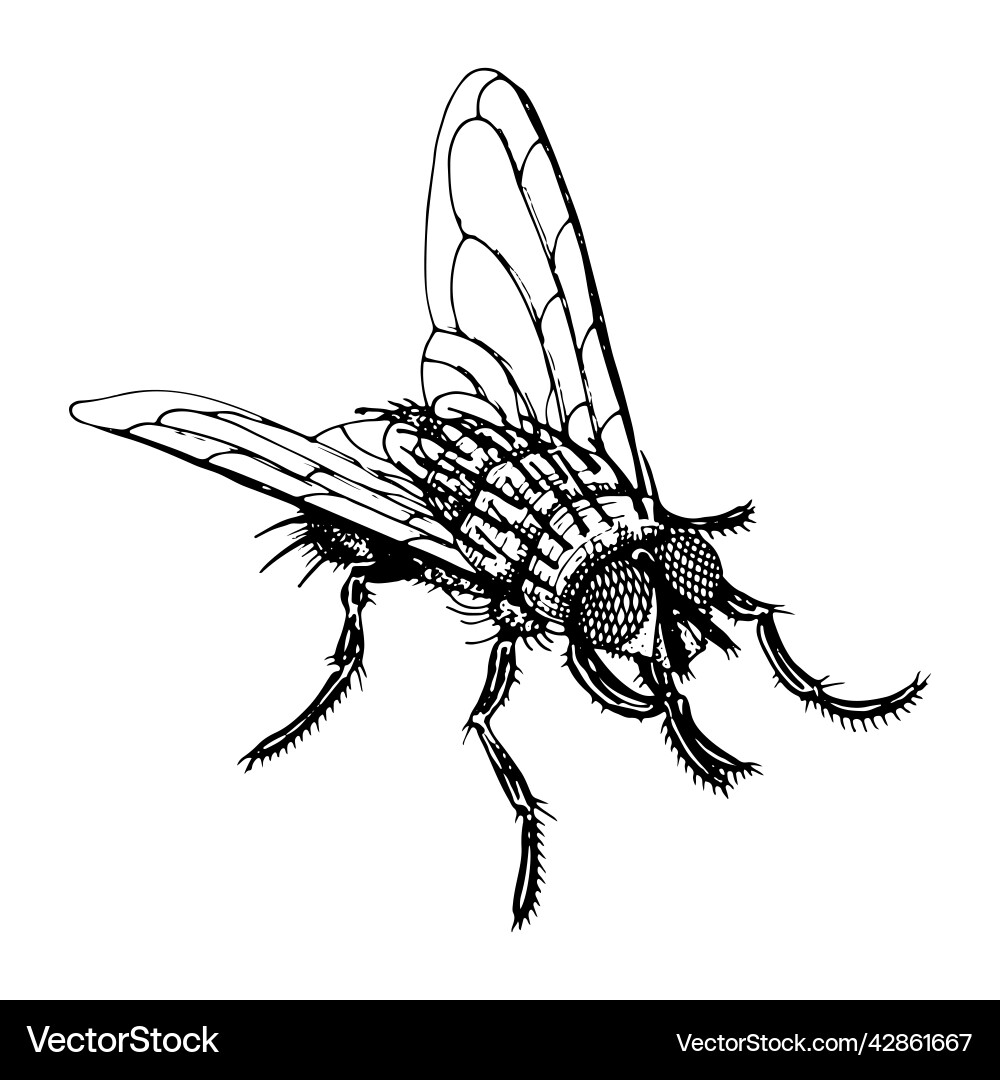 Fly sketch flying insect hand drawn Royalty Free Vector