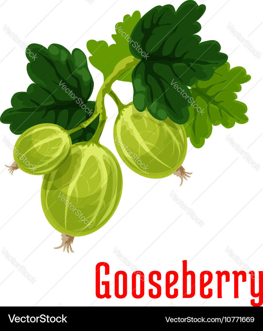 Gooseberry fruit botanical icon Royalty Free Vector Image