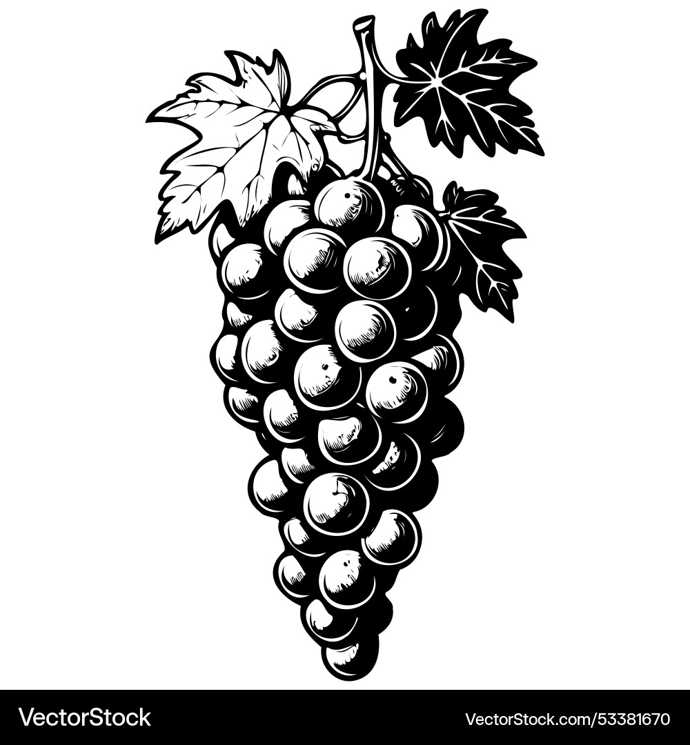 Fruit nocera grape drawing realistic hand Vector Image