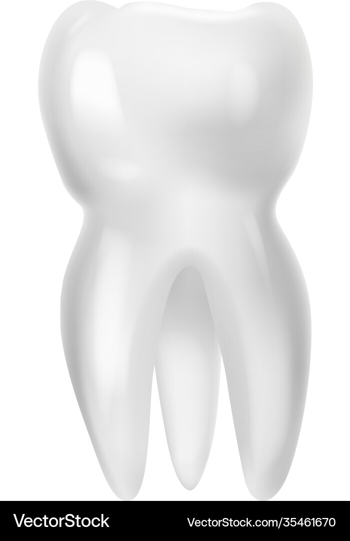 Triple root tooth composition Royalty Free Vector Image