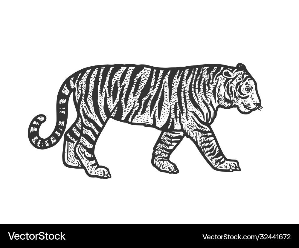 Walking Tiger Sketch Royalty Free Vector Image