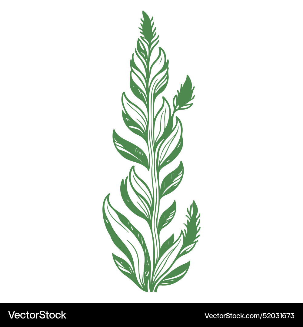 Tulip flower green Royalty Free Vector Image - VectorStock