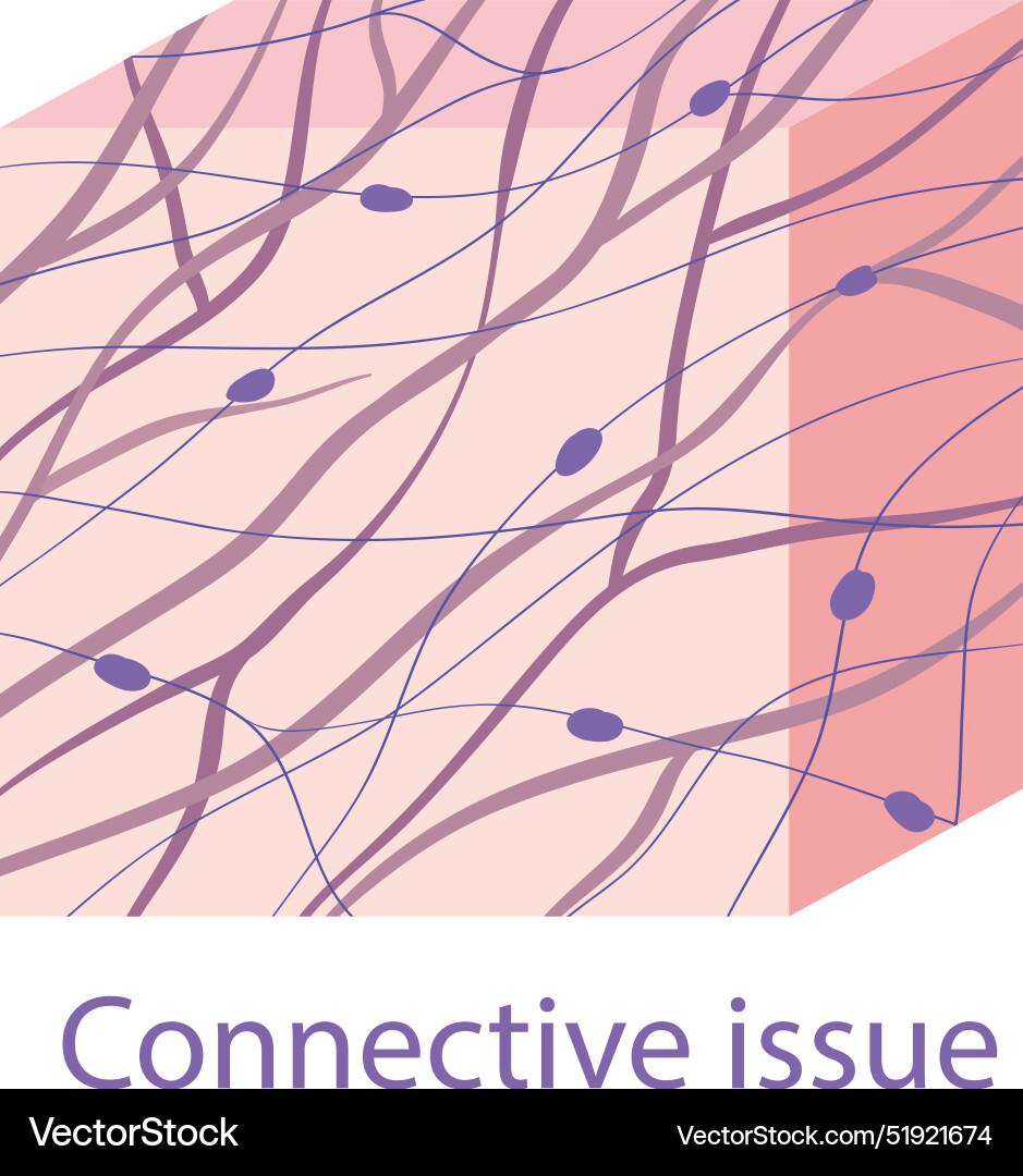 Detailed of connective tissue structure Royalty Free Vector