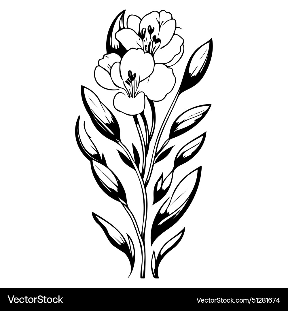 Freesia flower sketch Royalty Free Vector Image