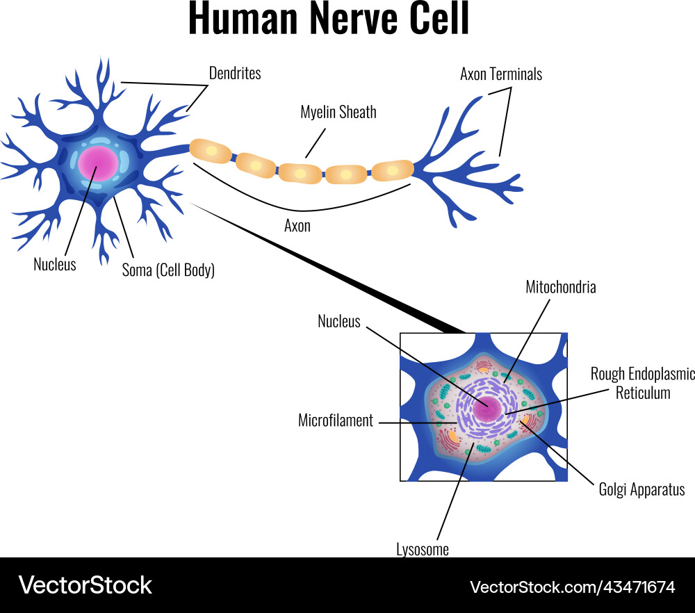 Human Nerve Cell Anatomy Royalty Free Vector Image