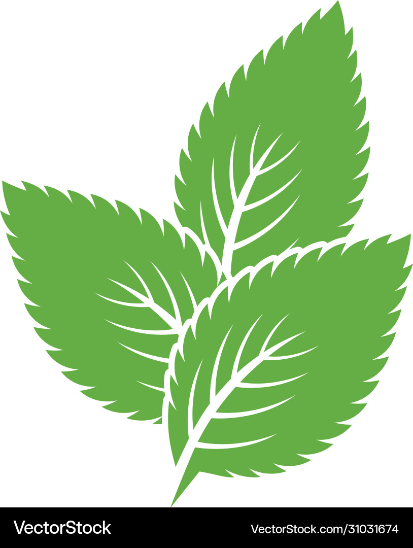 Mint Leaf Logo 4,000+ Mint Leaf Logo Stock Illustrations, Royalty Free