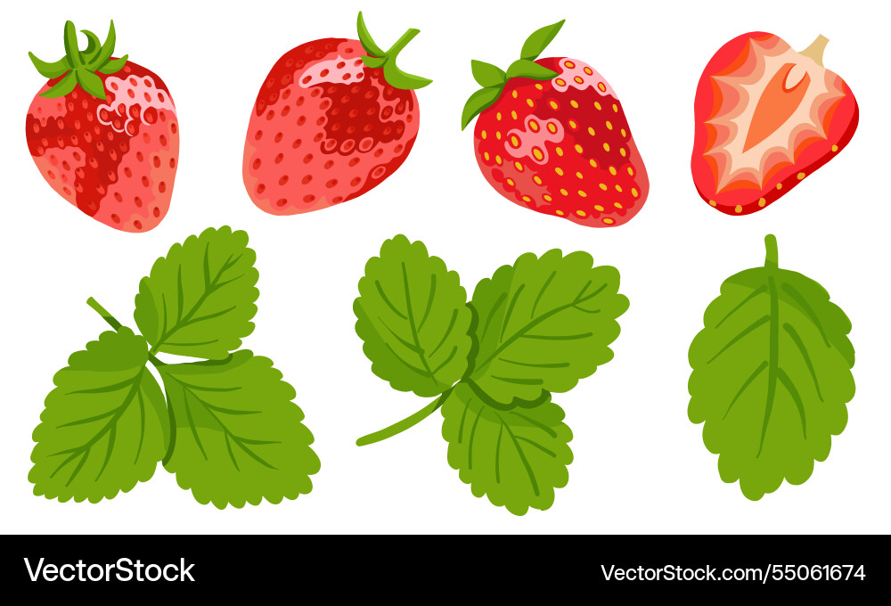 Strawberries set with berries and leaves isolated Vector Image