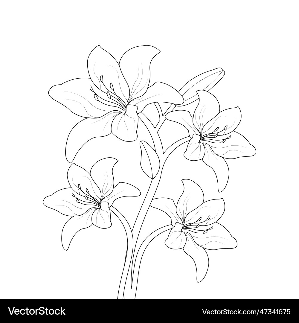 Hand drawn lily flower line art Royalty Free Vector Image