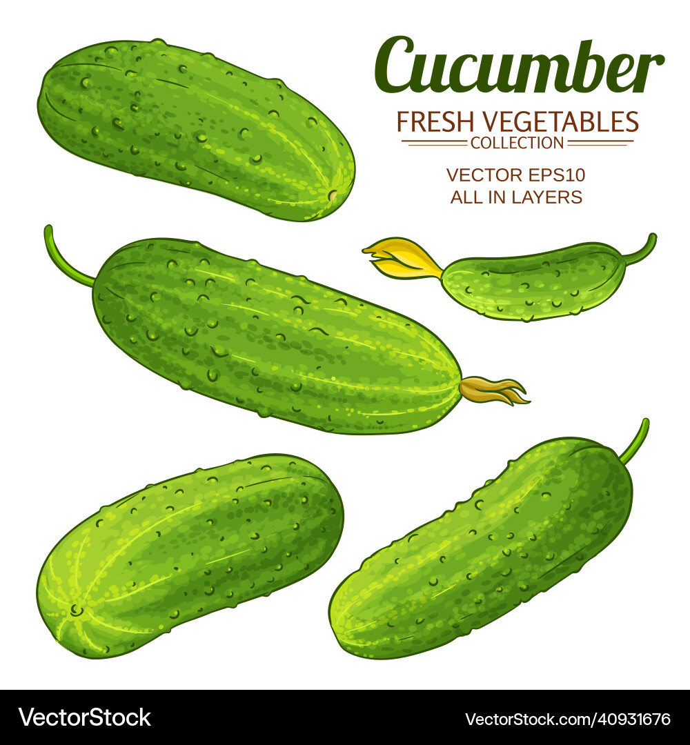 Cucumber vegetables set on white background Vector Image