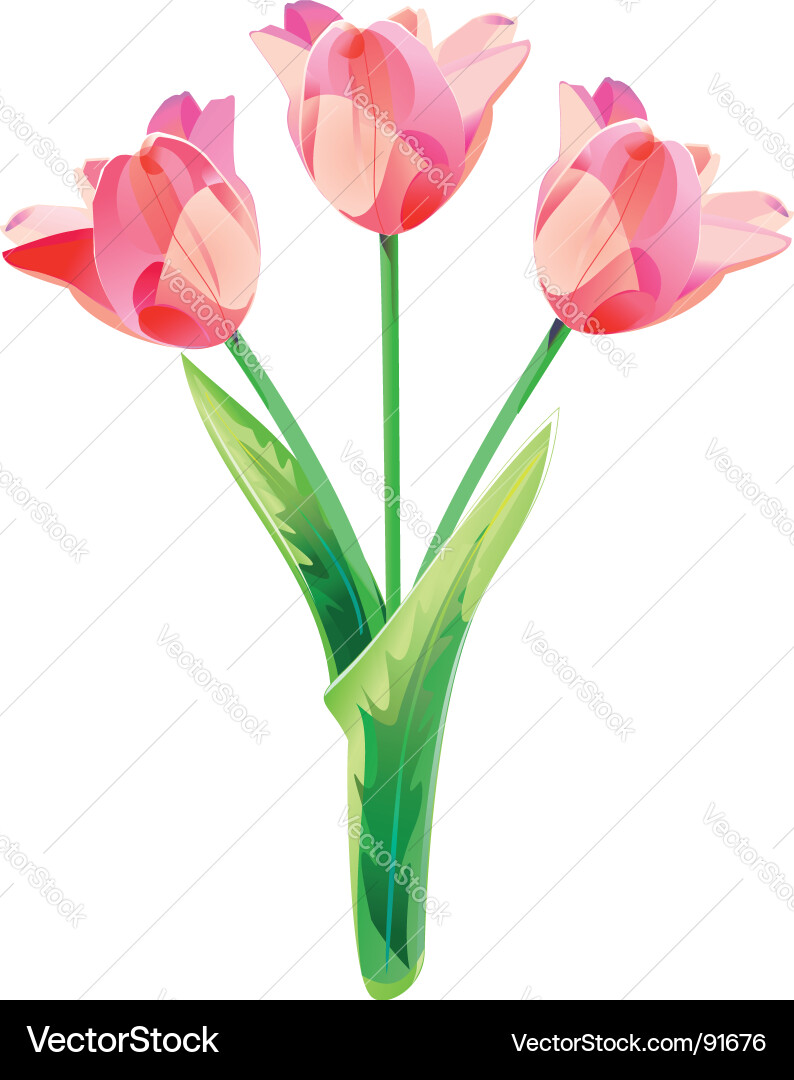 Pink tulips Royalty Free Vector Image - VectorStock