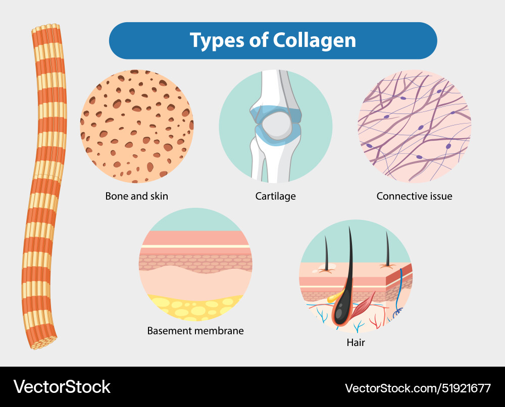 Collagen types and their locations Royalty Free Vector Image