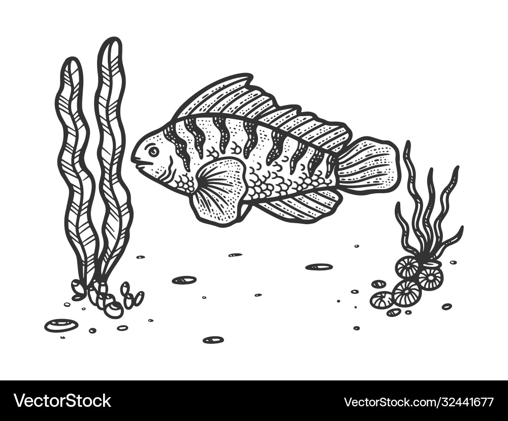 Fish and algae sketch Royalty Free Vector Image