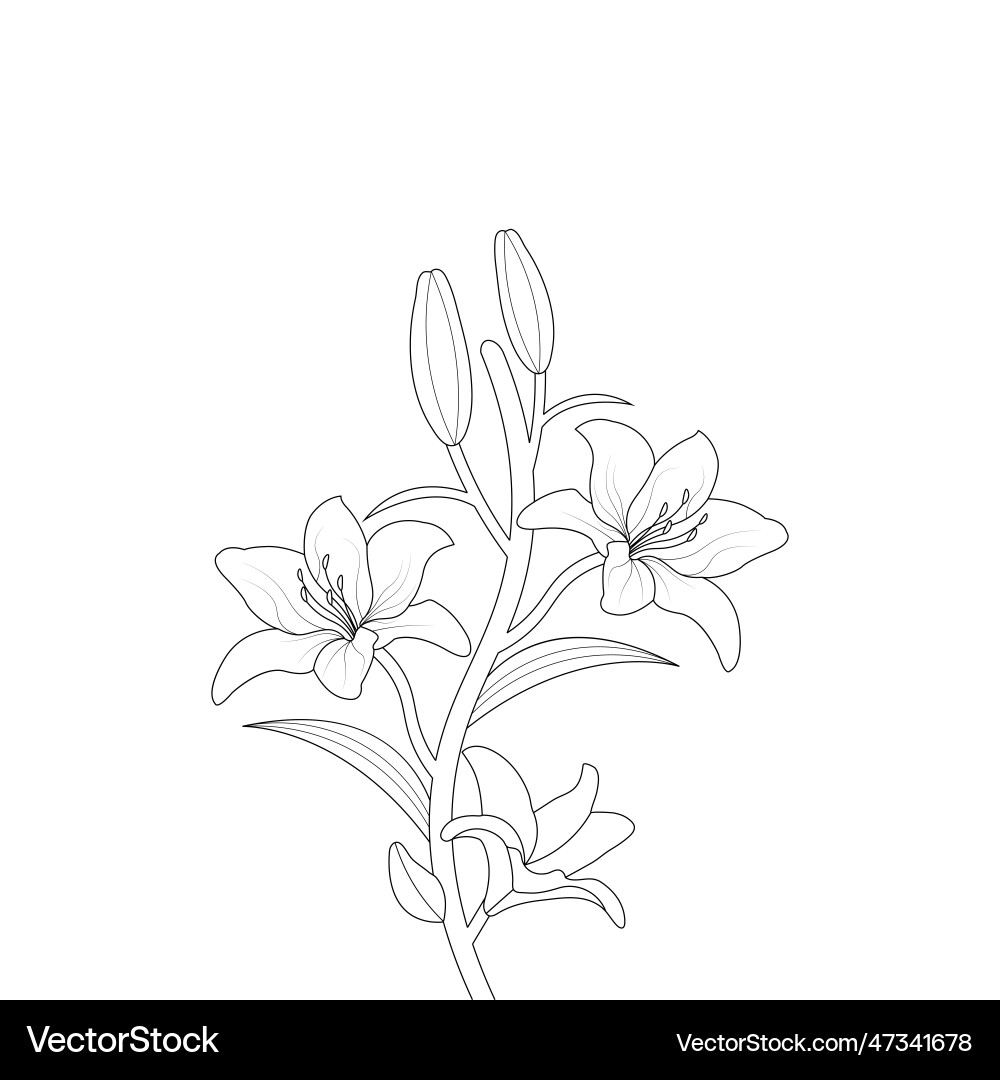 Lily Flower Drawing Outline Line Art Lily Flower, Flower Drawing, Lily