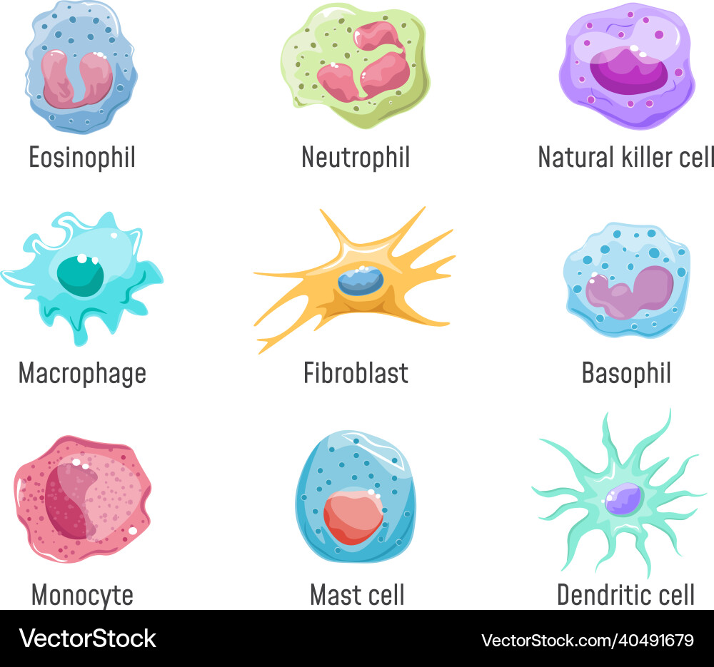 Cell Types & Immune System Royalty Free Vector Image