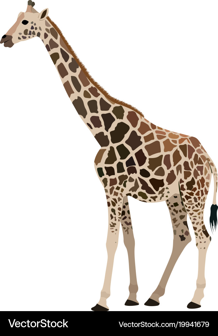Giraffe Royalty Free Vector Image - VectorStock