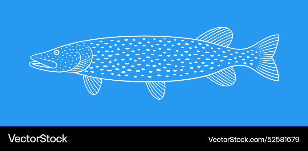 Pike Royalty Free Vector Image - VectorStock