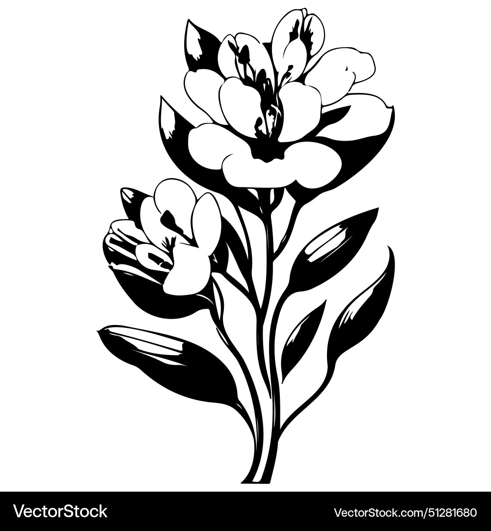 Freesia flower sketch Royalty Free Vector Image