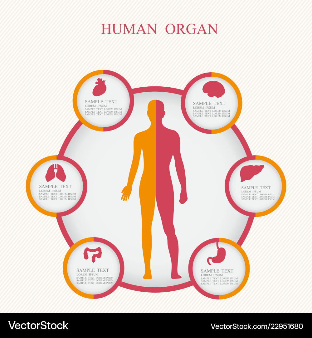 Medicine infographics schematic description Vector Image