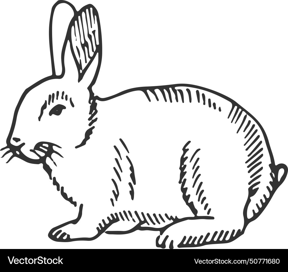 Rabbit sketch hand drawn hare easter bunny Vector Image