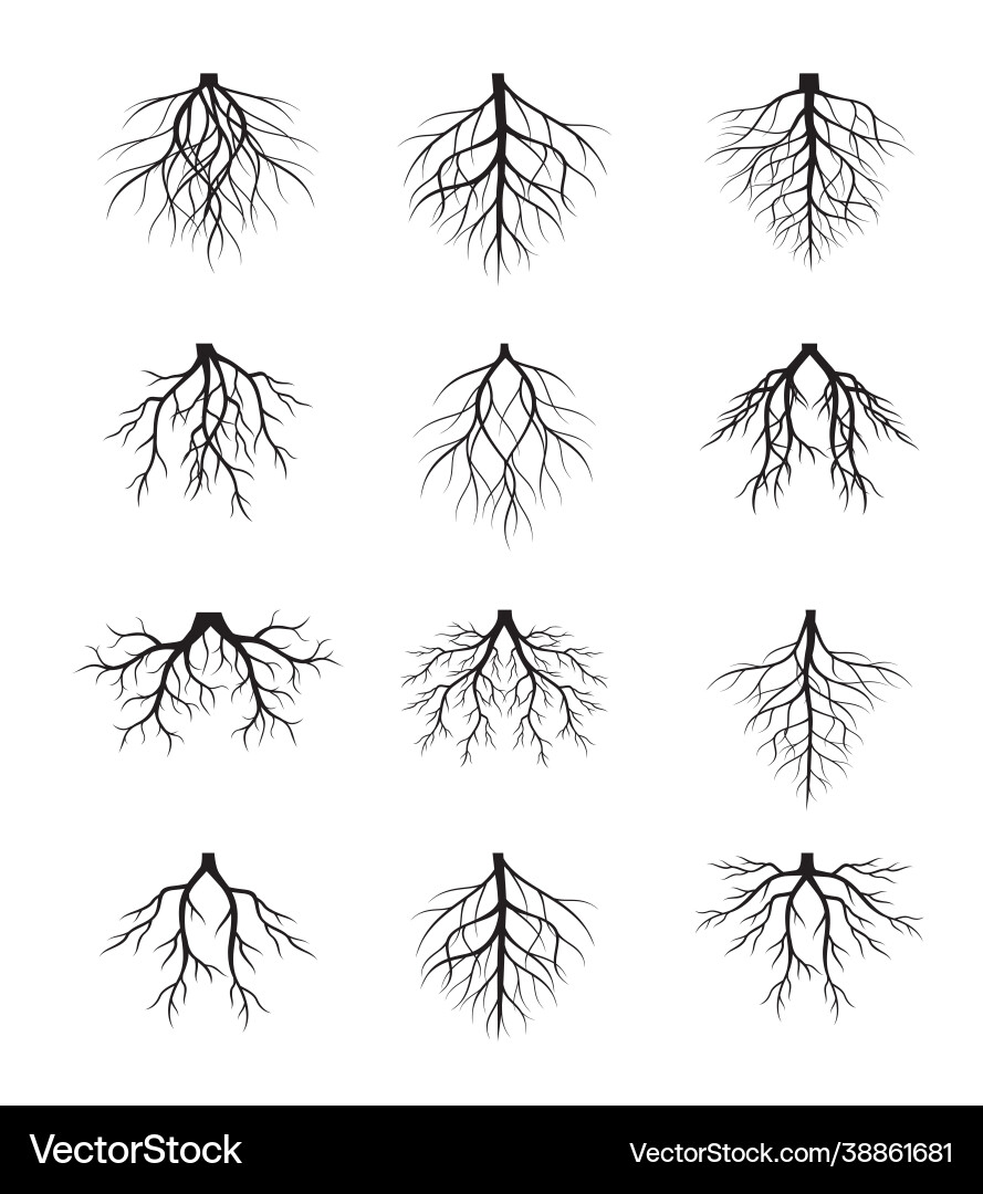 Set tree roots outline plant Royalty Free Vector Image
