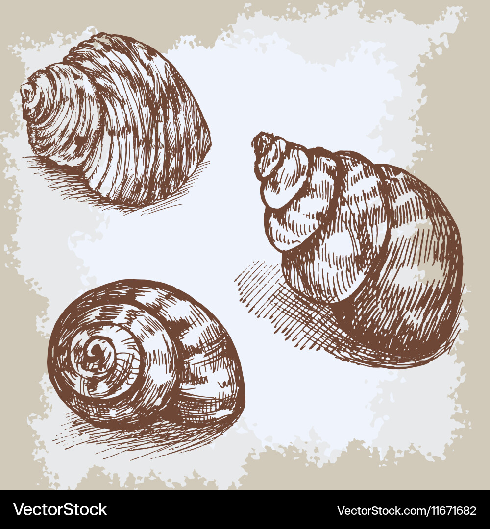 Seashells handgezeichnete grafische Vintage-Ätzung
