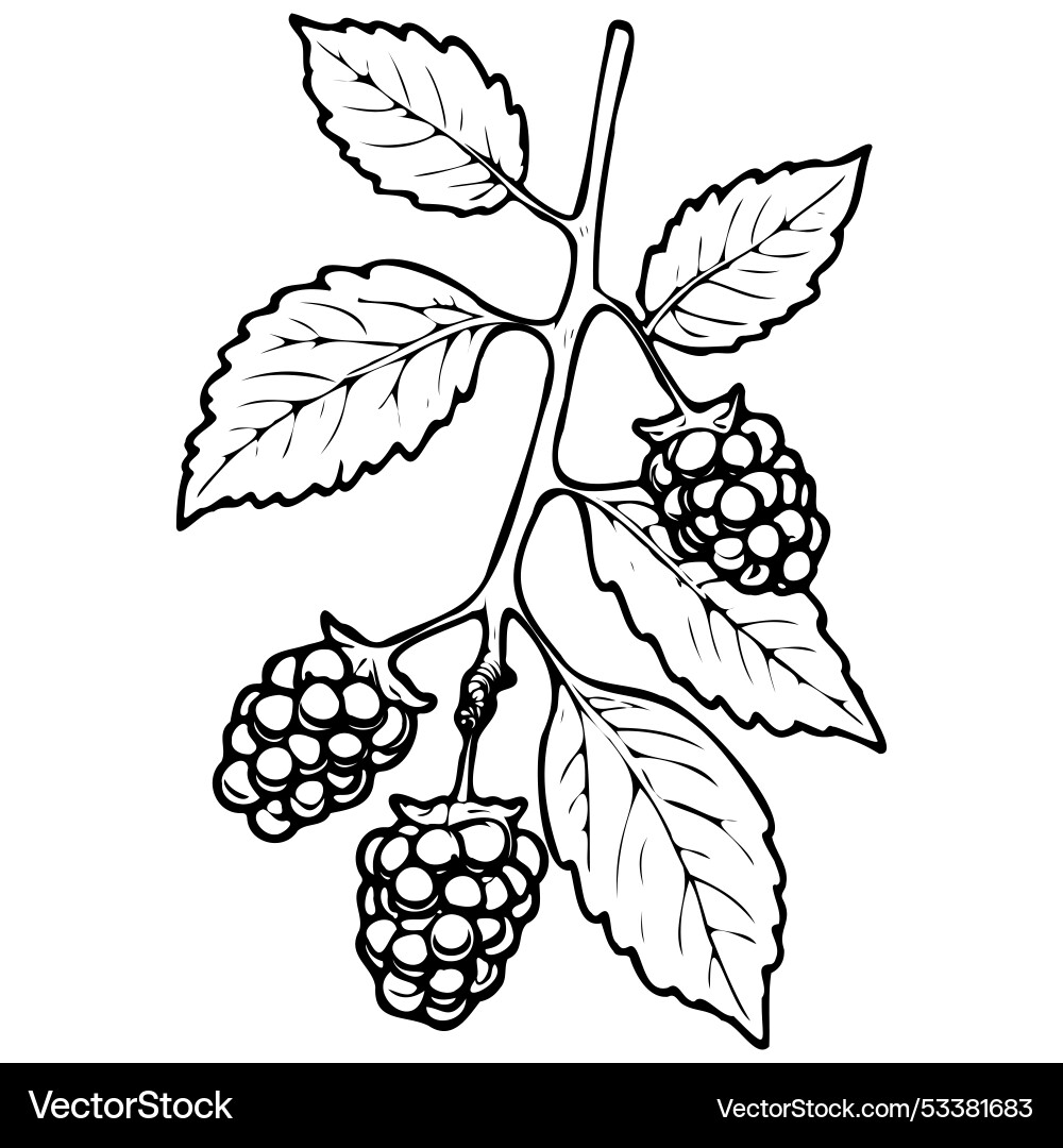Fruit red mulberry engraving drawing Royalty Free Vector