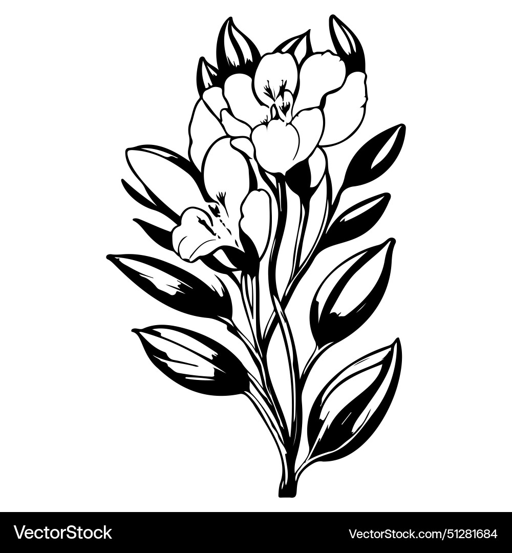 Freesia flower sketch Royalty Free Vector Image