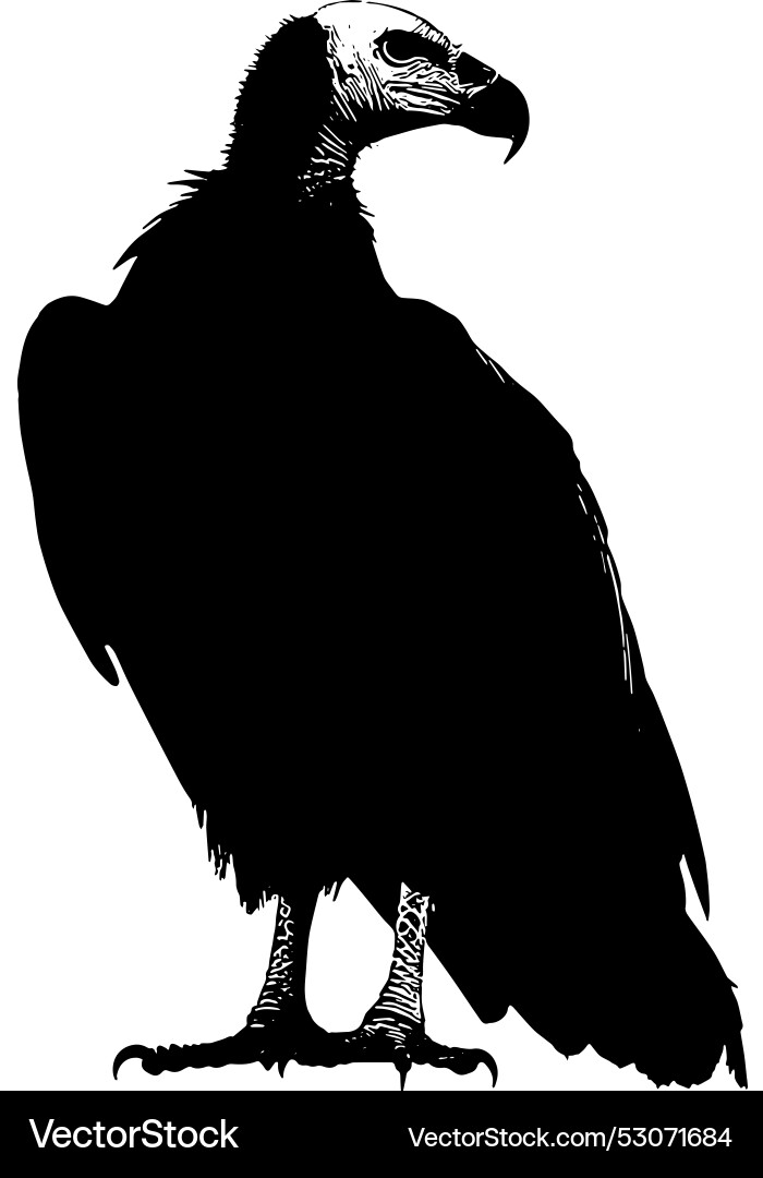 Vulture Royalty Free Vector Image - VectorStock