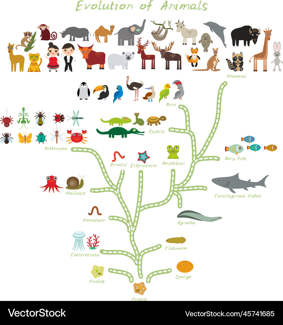 Evolution in biology scheme of animals Royalty Free Vector