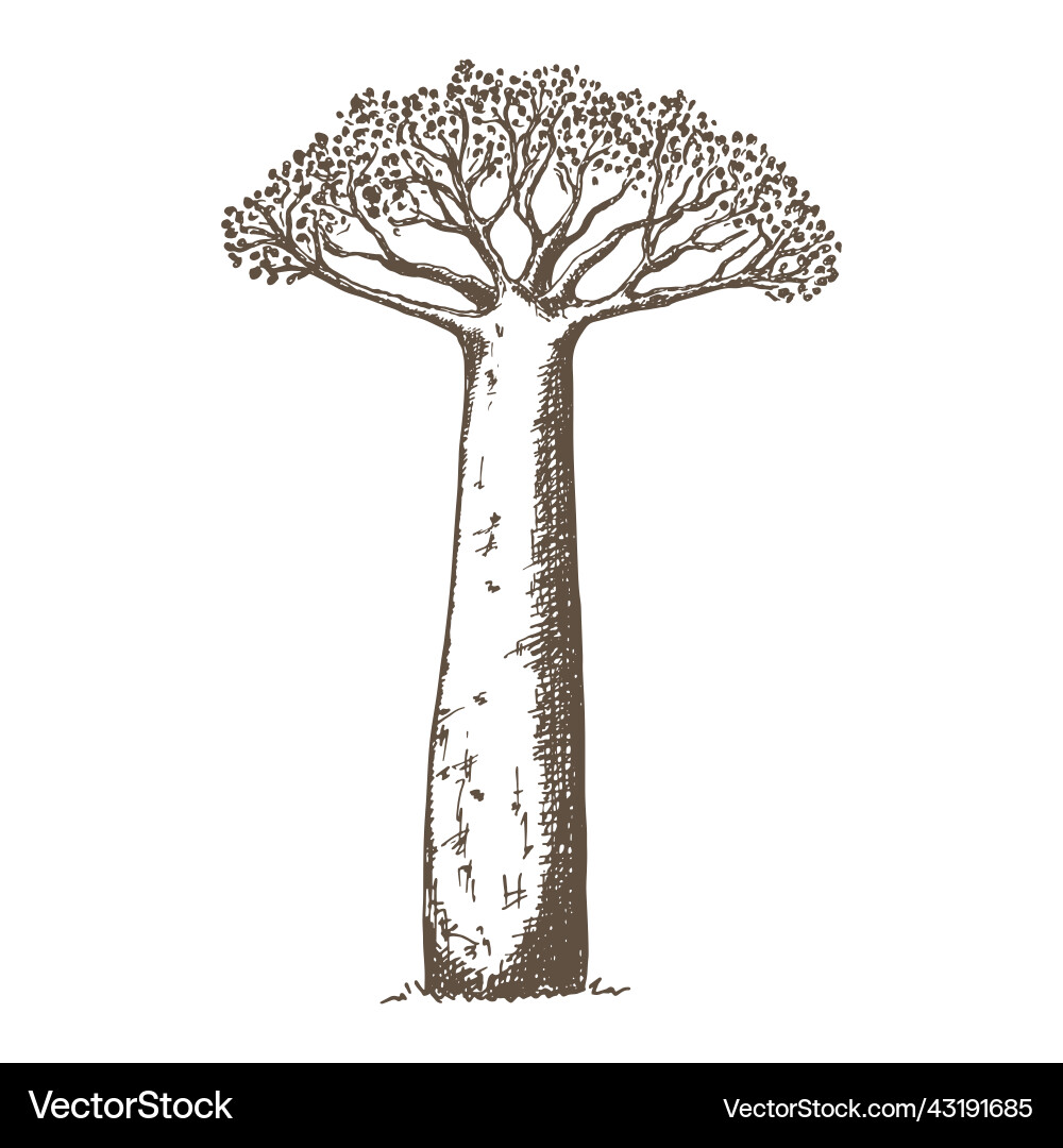 Hand drawn sketch style baobab tree Royalty Free Vector